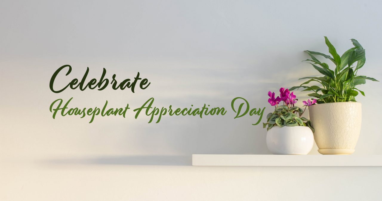 Houseplant Appreciation Day - Grupo NGN